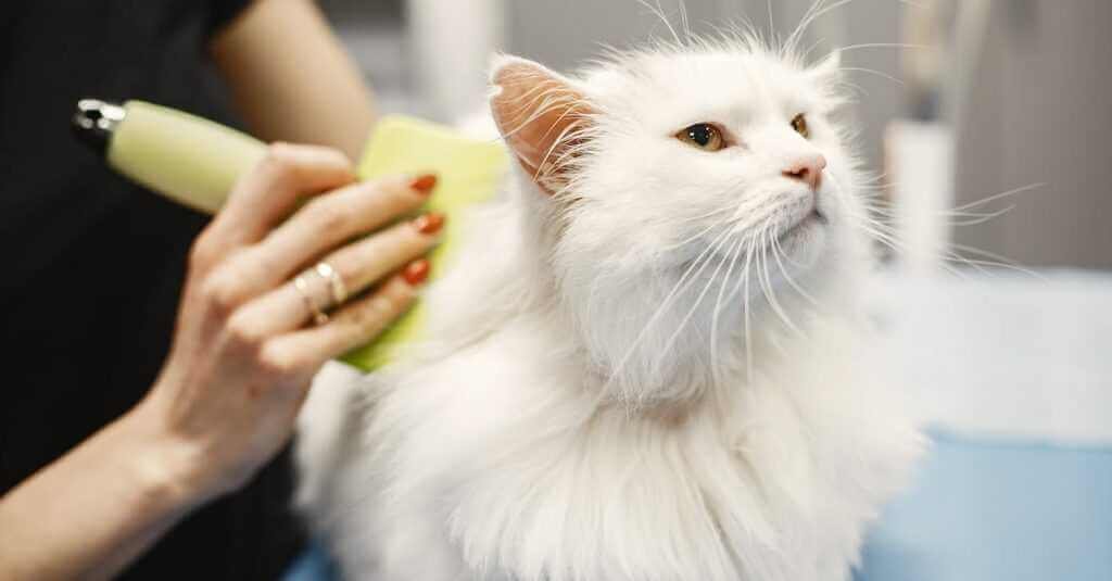 The Ultimate Guide to Cat Grooming