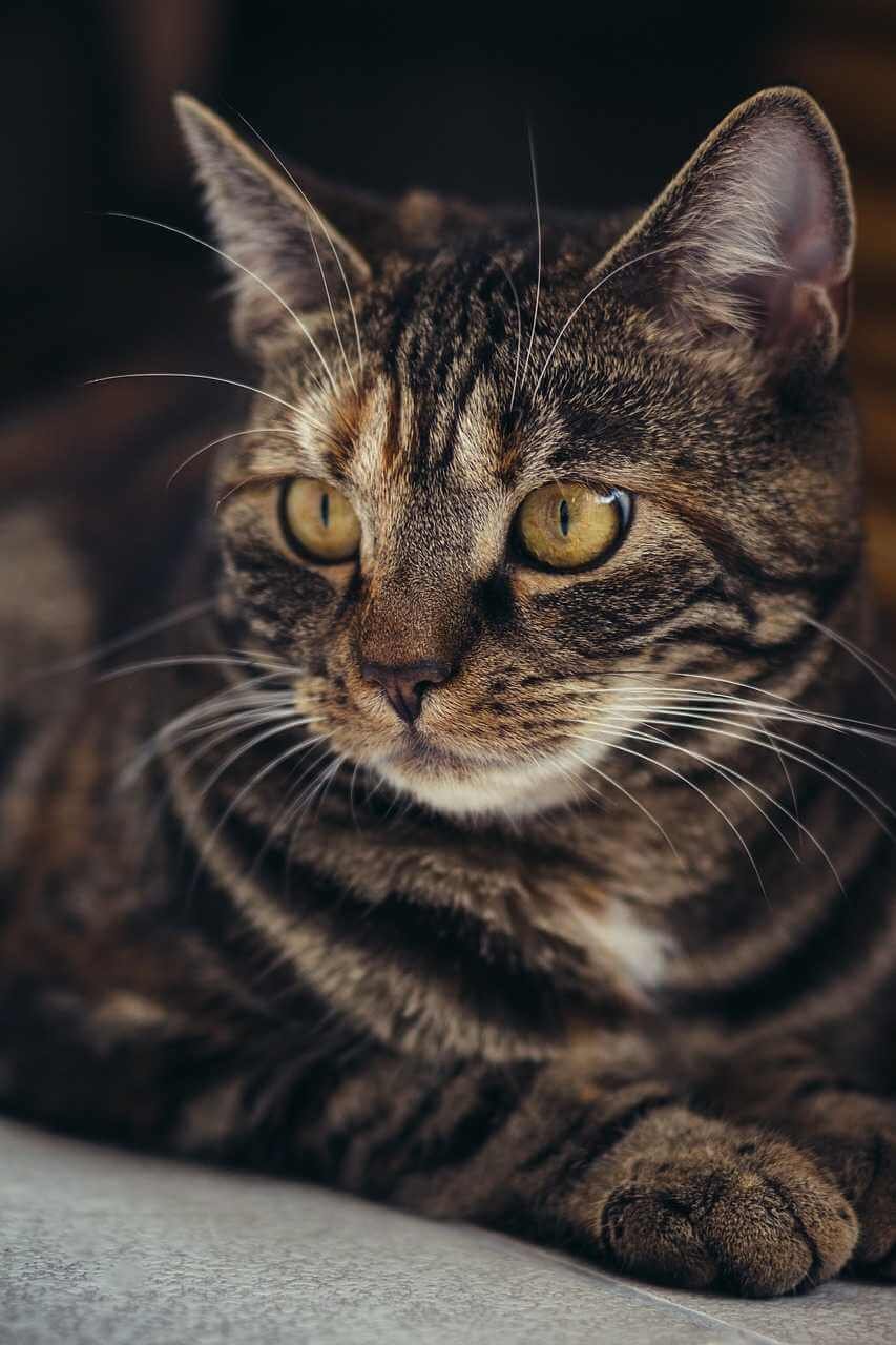 How to Identify Your Cat's Fur Patterns - Catlives