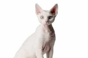 Cat Breeds: Complete List of All Cat Breeds Worldwide