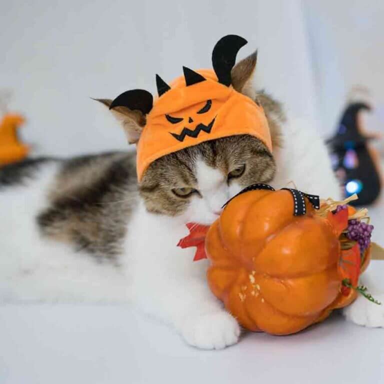 20 Best Halloween Costume for Cats-Spooky and adorable ideas.